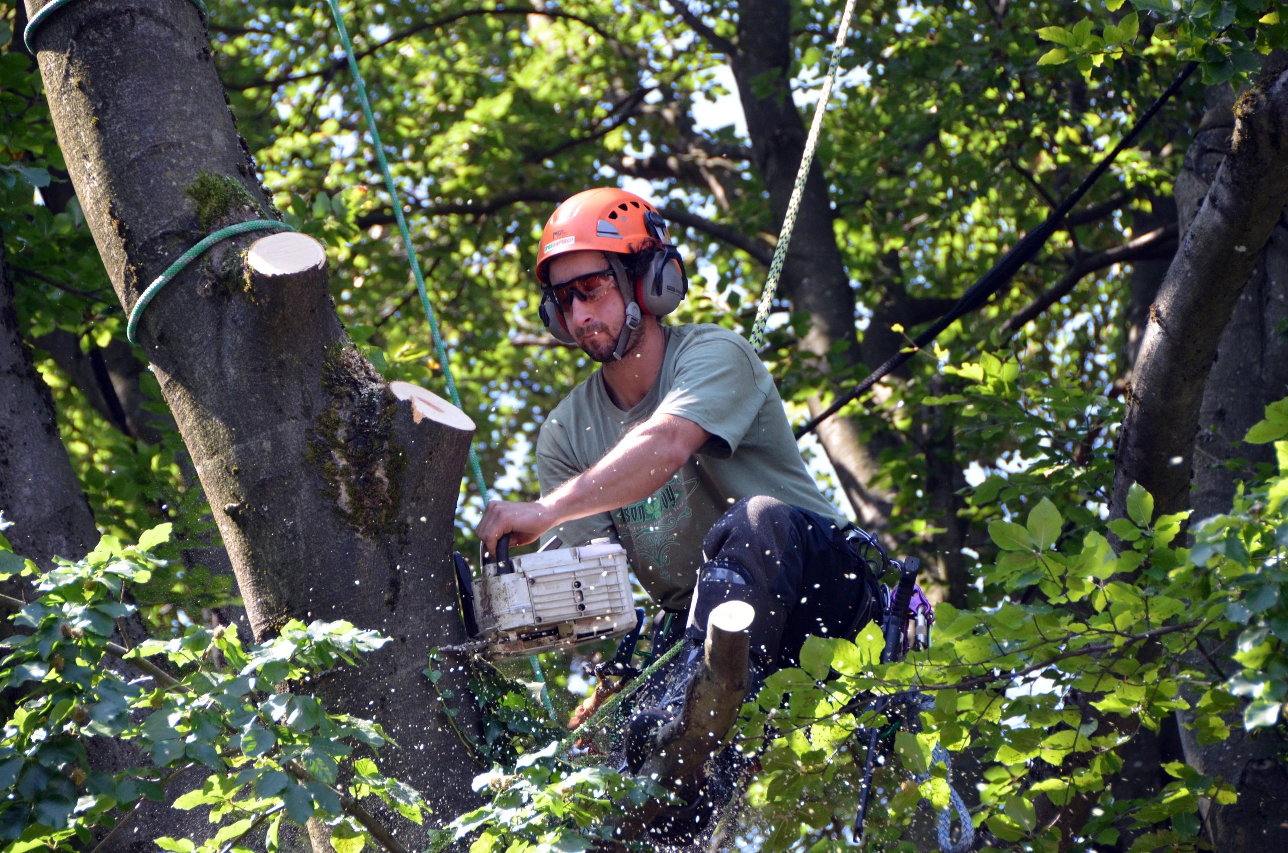 Spring Tree Care Tips Nootka Tree Care